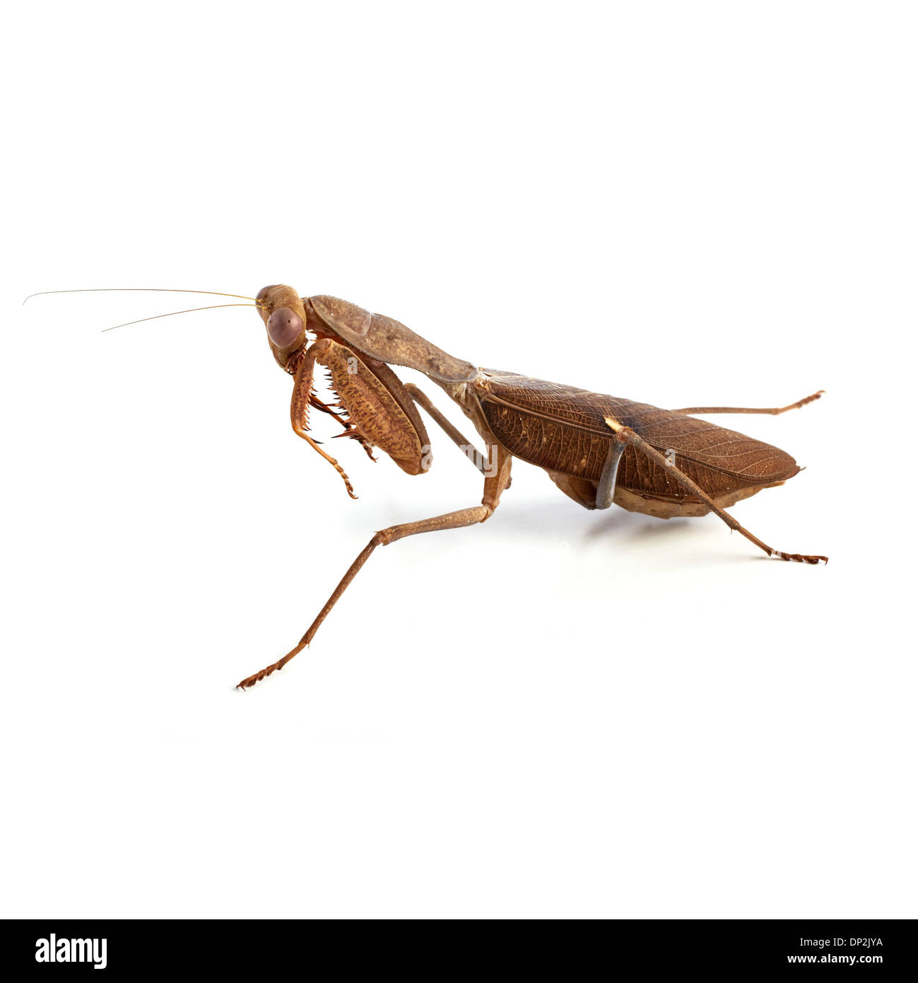 Mantis hi-res stock photography and images - Alamy