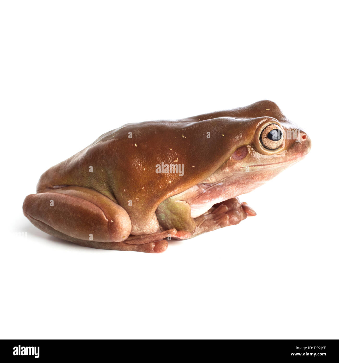 Dumpy frog hi-res stock photography and images - Alamy