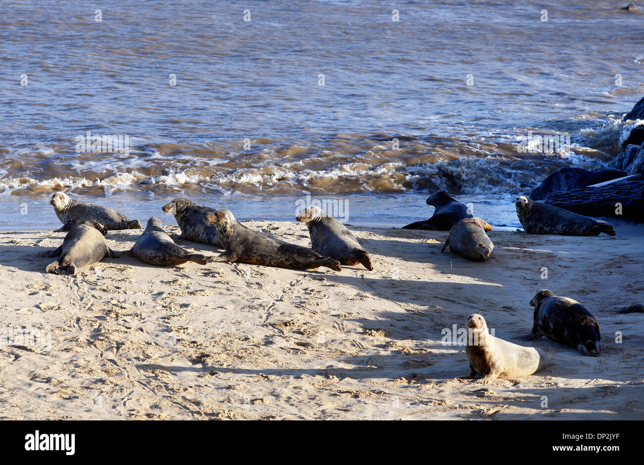 Breeding colony for seals hi-res stock photography and images - Alamy
