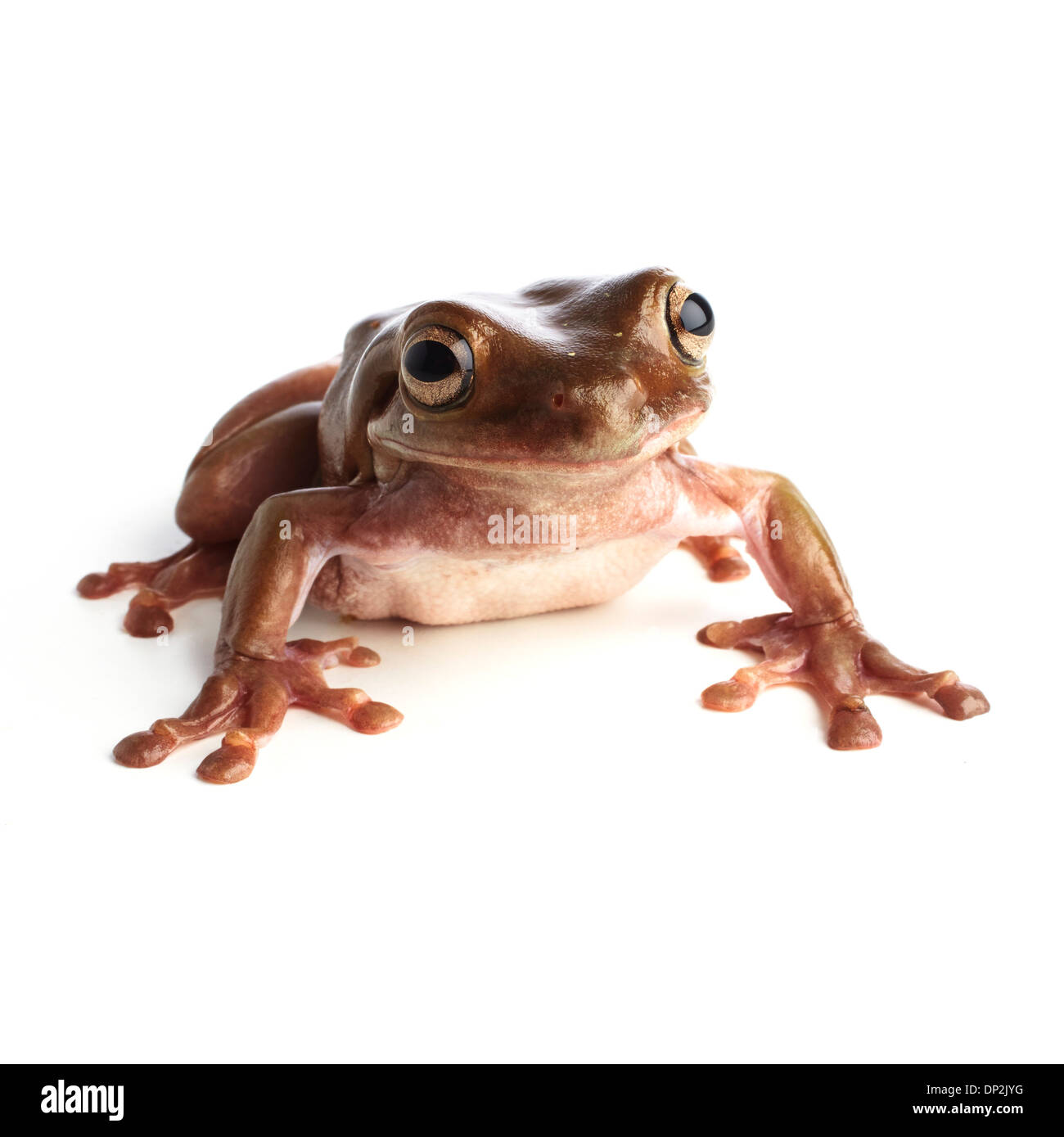 Dumpy frog hi-res stock photography and images - Alamy