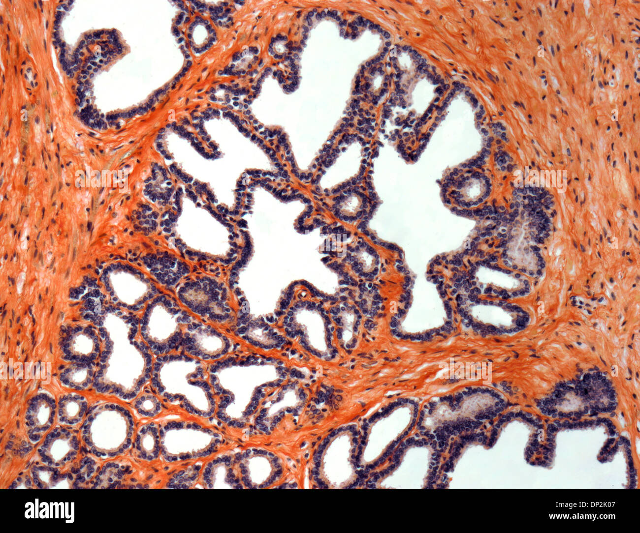 Seminal hi-res stock photography and images - Alamy