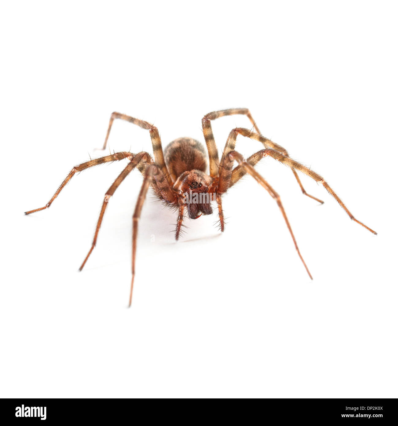 Spider hi-res stock photography and images - Alamy