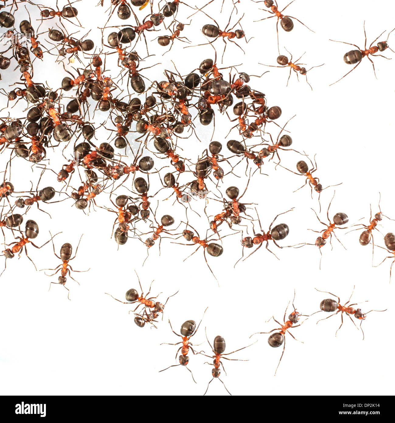 White ants hi-res stock photography and images - Alamy