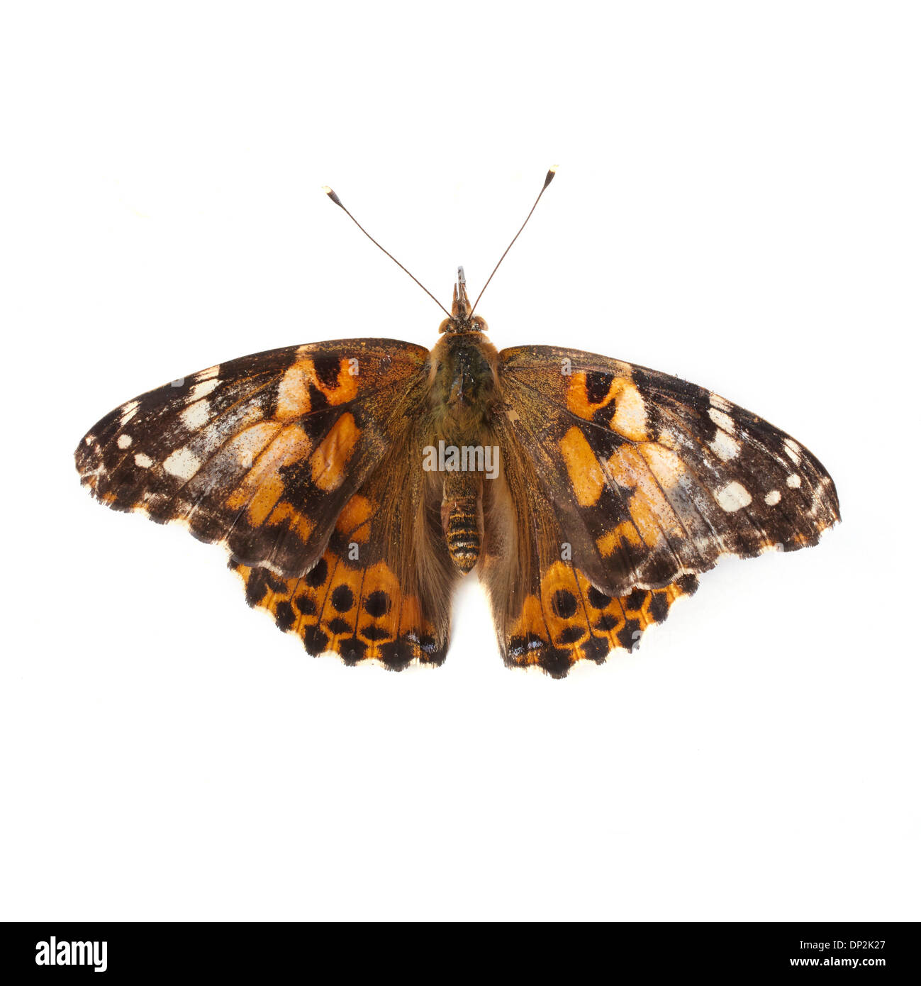 Painted lady butterfly Stock Photo - Alamy