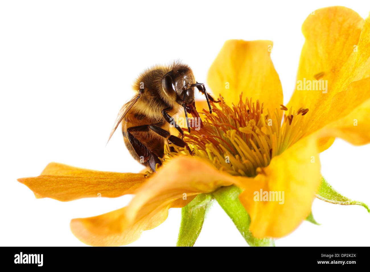 White flower with honey bee hi-res stock photography and images - Alamy