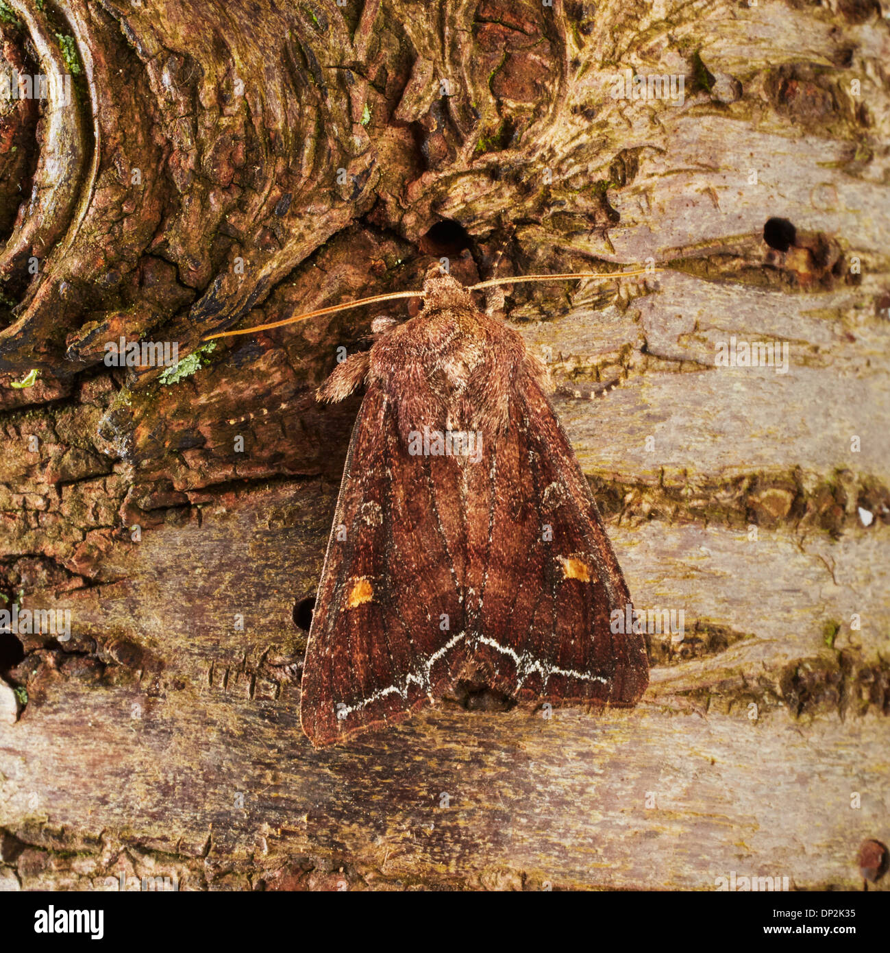 Beautiful golden y moth hi-res stock photography and images - Alamy