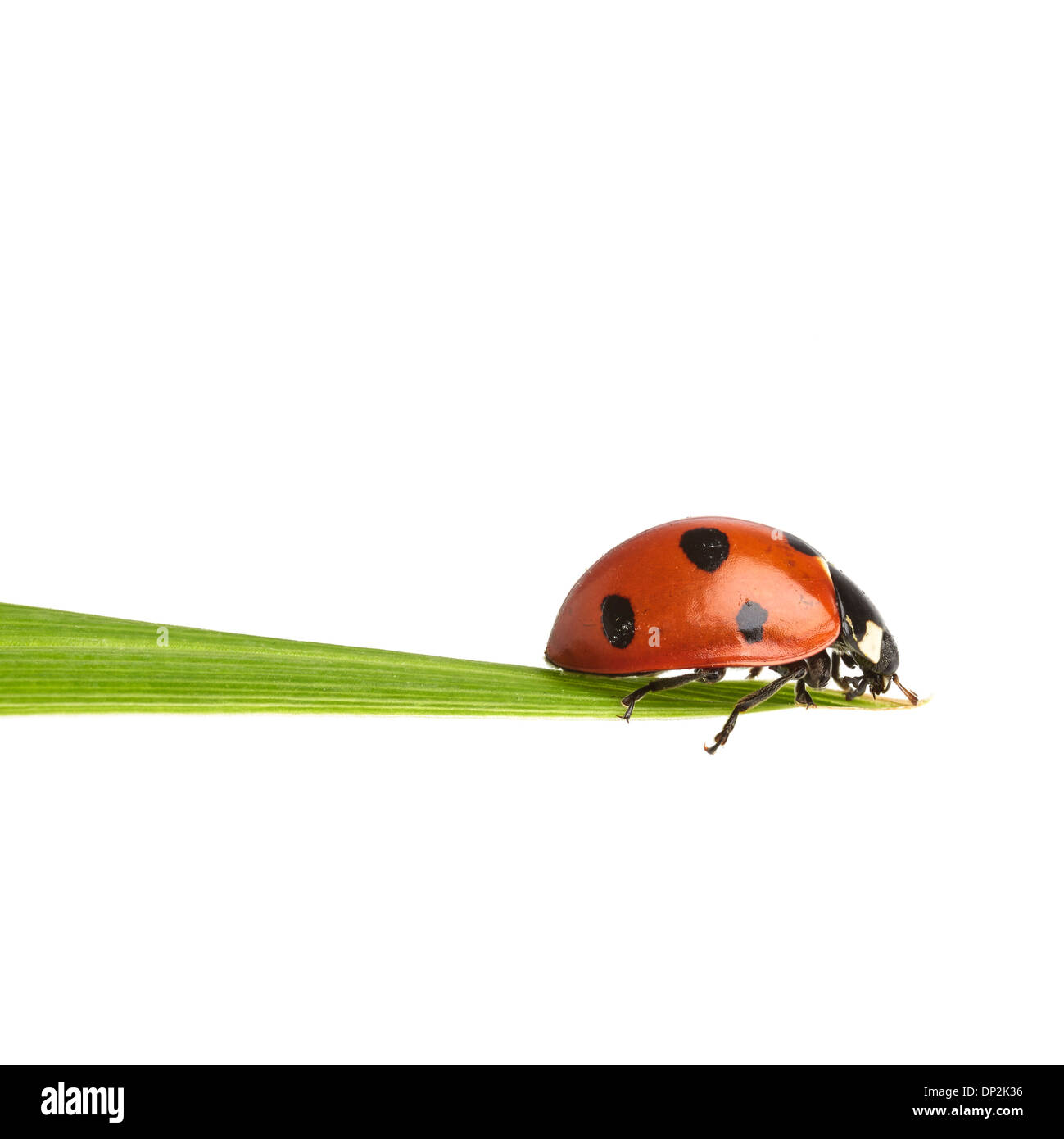 Ladybird hi-res stock photography and images - Alamy
