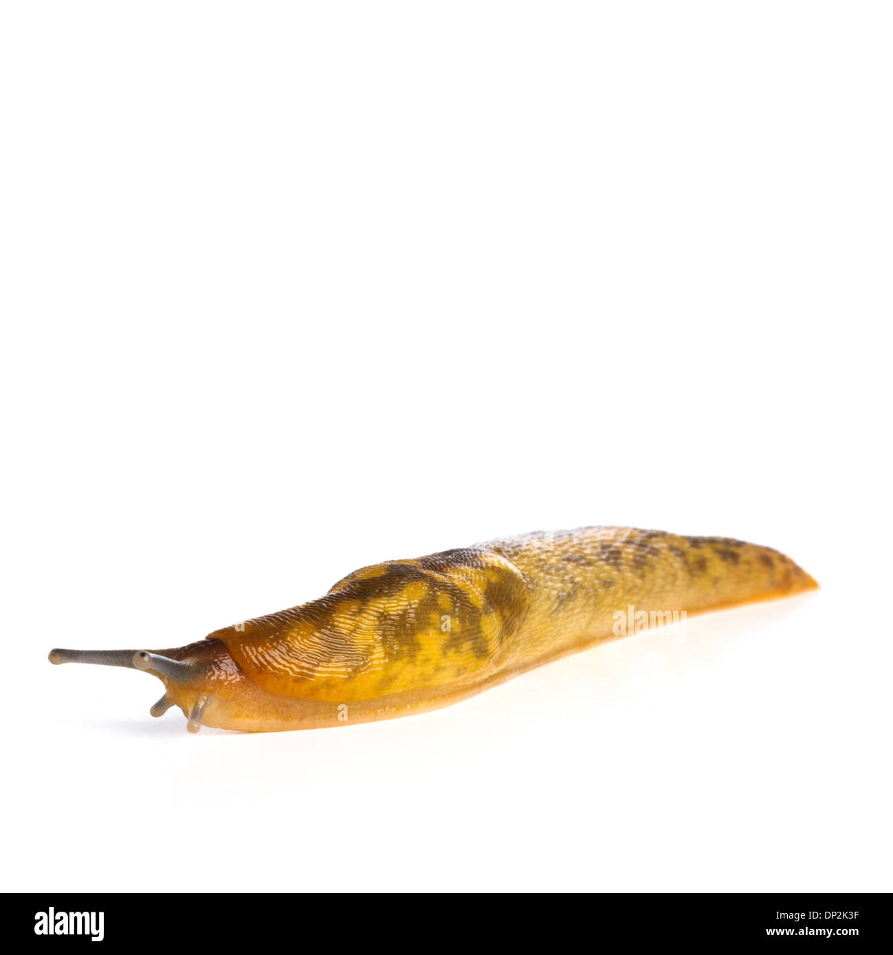 Slug hi-res stock photography and images - Alamy