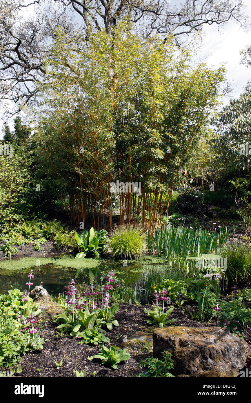 SMALL GARDEN POND IN AN ENGLISH COUNTRY GARDEN Stock Photo - Alamy