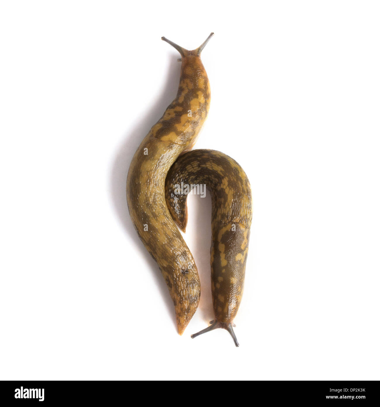 Slugs hi-res stock photography and images - Alamy