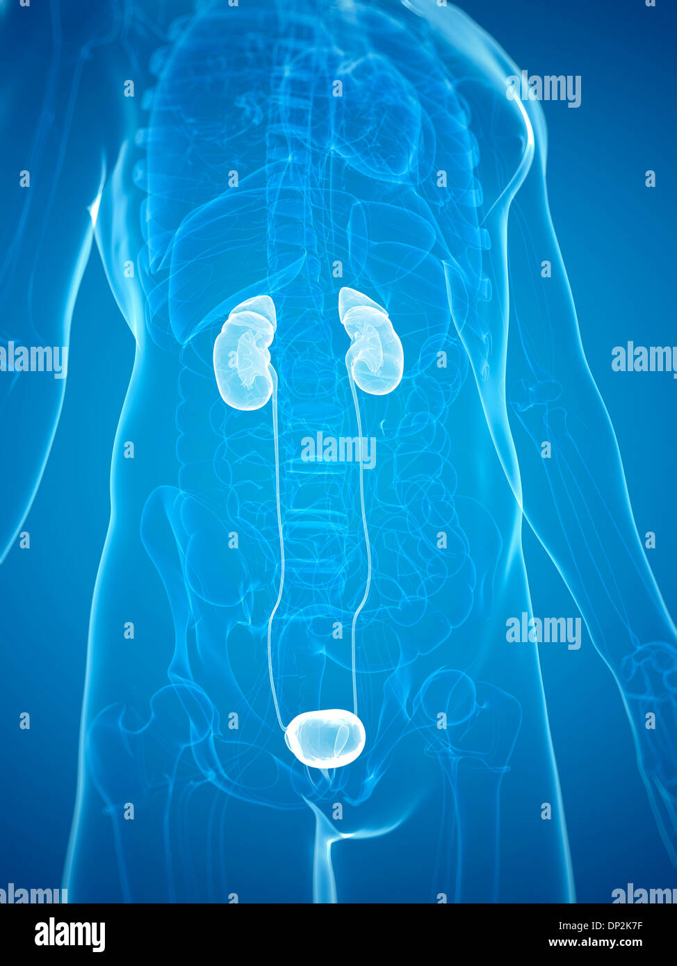 Kidney and bladder, artwork Stock Photo - Alamy
