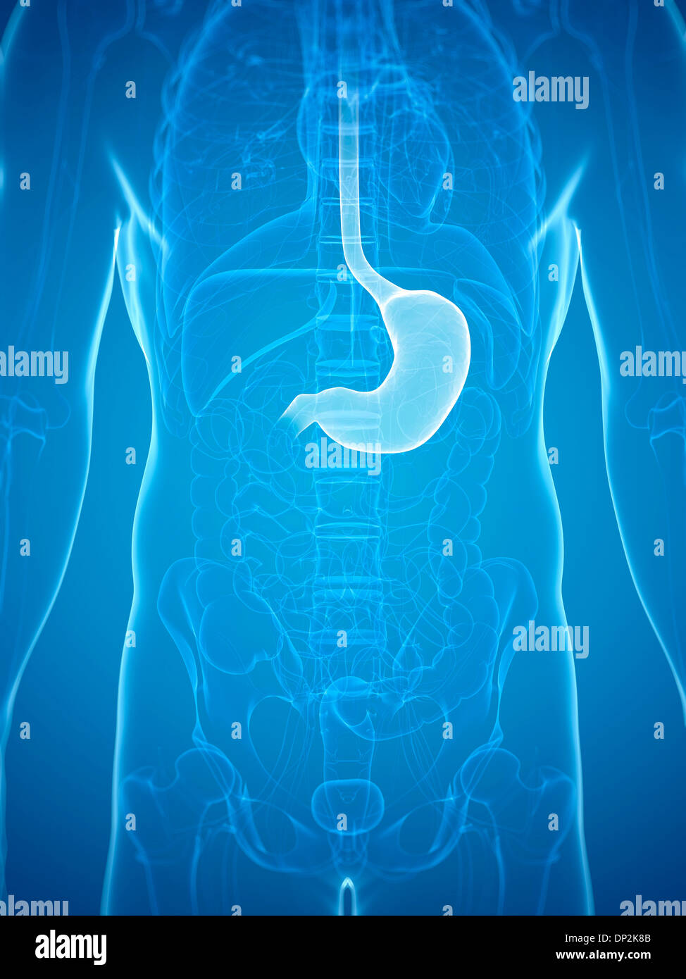 Front stomach hi-res stock photography and images - Alamy