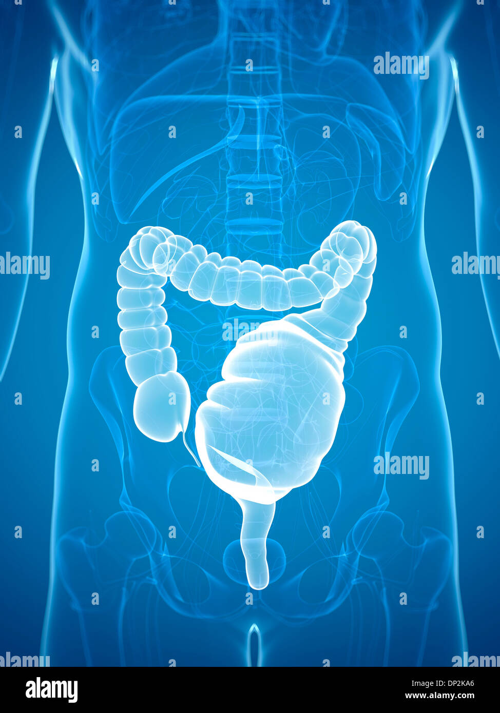 Megacolon hi-res stock photography and images - Alamy