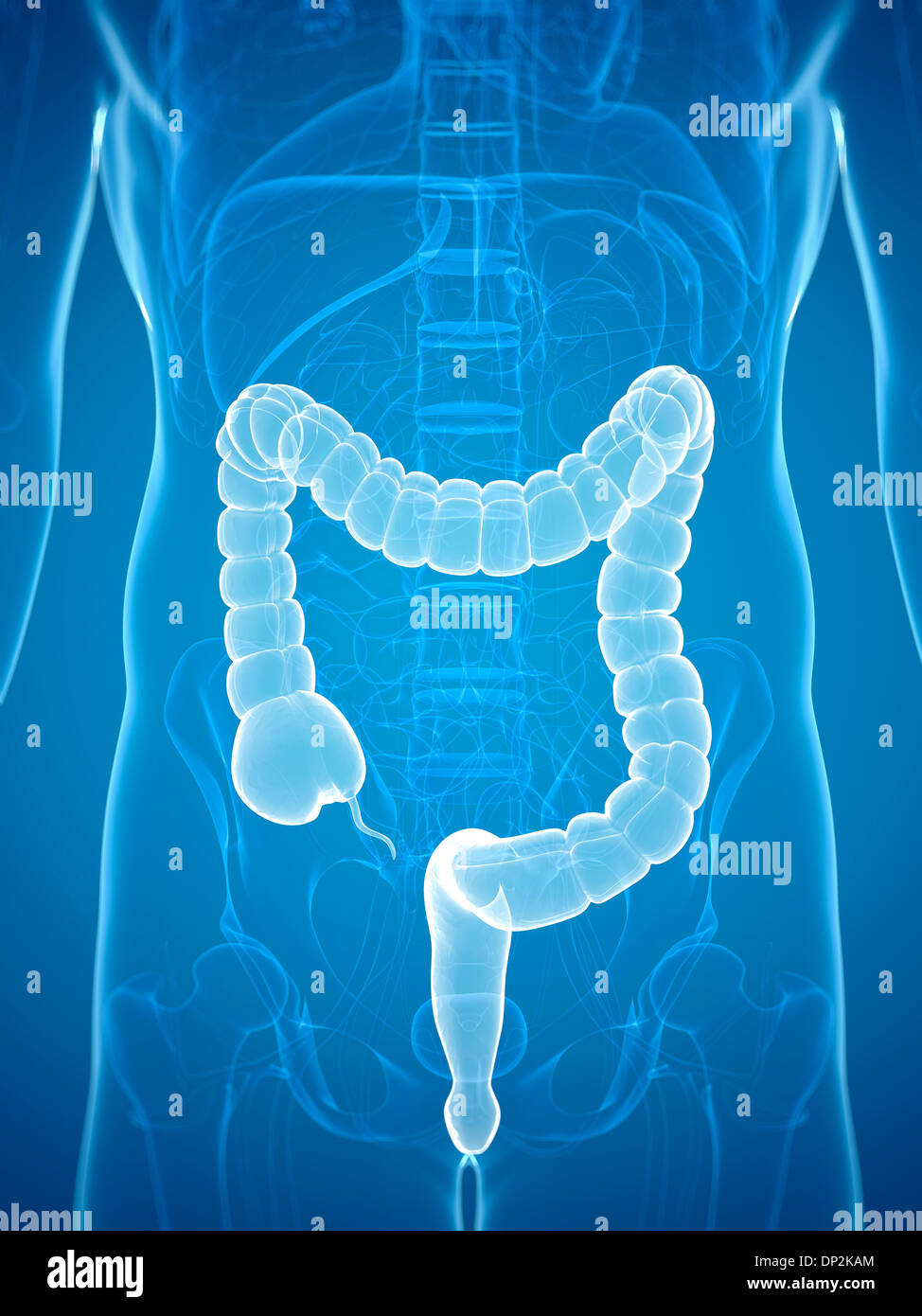 Healthy colon, artwork Stock Photo - Alamy
