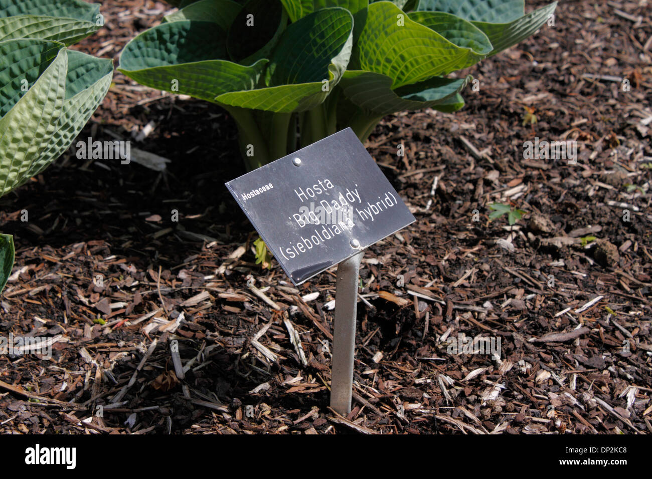 PLANT LABEL. HOSTA BIG DADDY Stock Photo - Alamy
