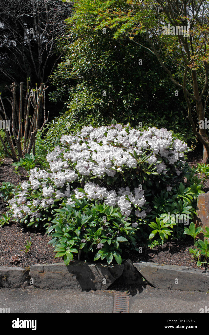 Shrubs pink rhododendron shrub hi-res stock photography and images - Alamy
