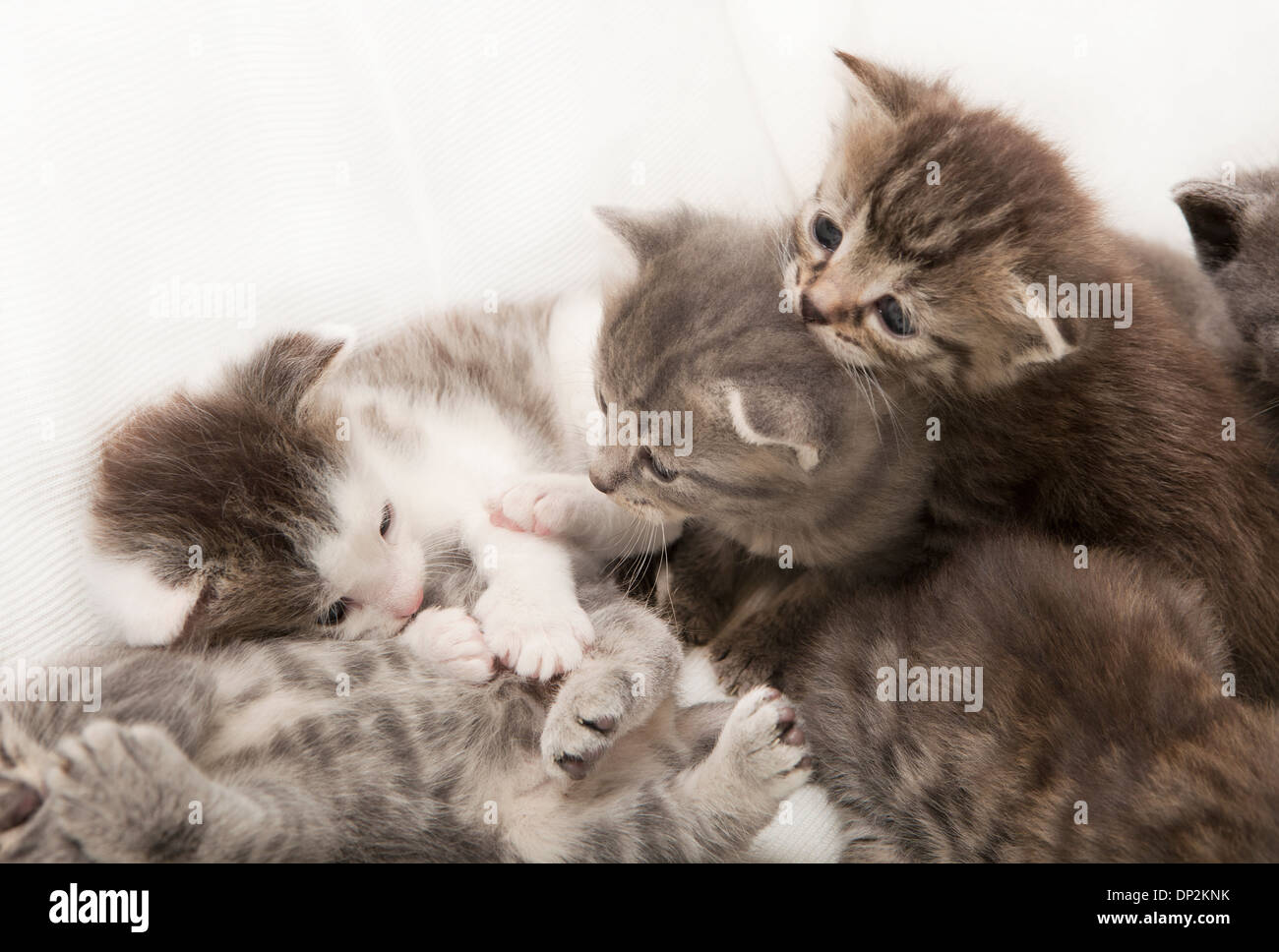 cats babies play together, a heap of cat is cuddly babies on their ...