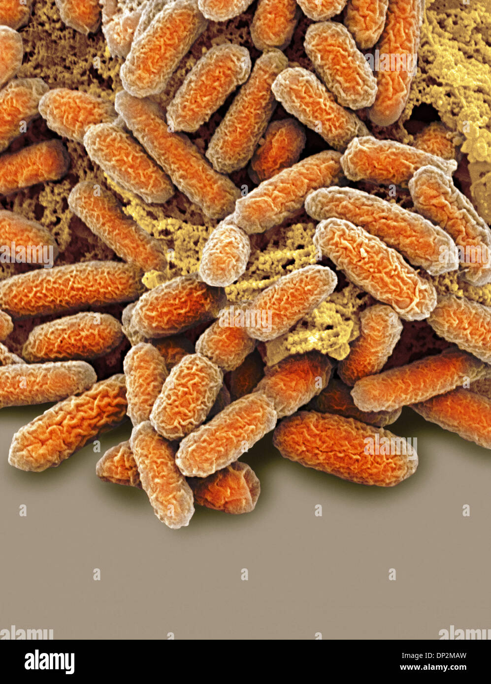E coli bacteria, SEM Stock Photo - Alamy