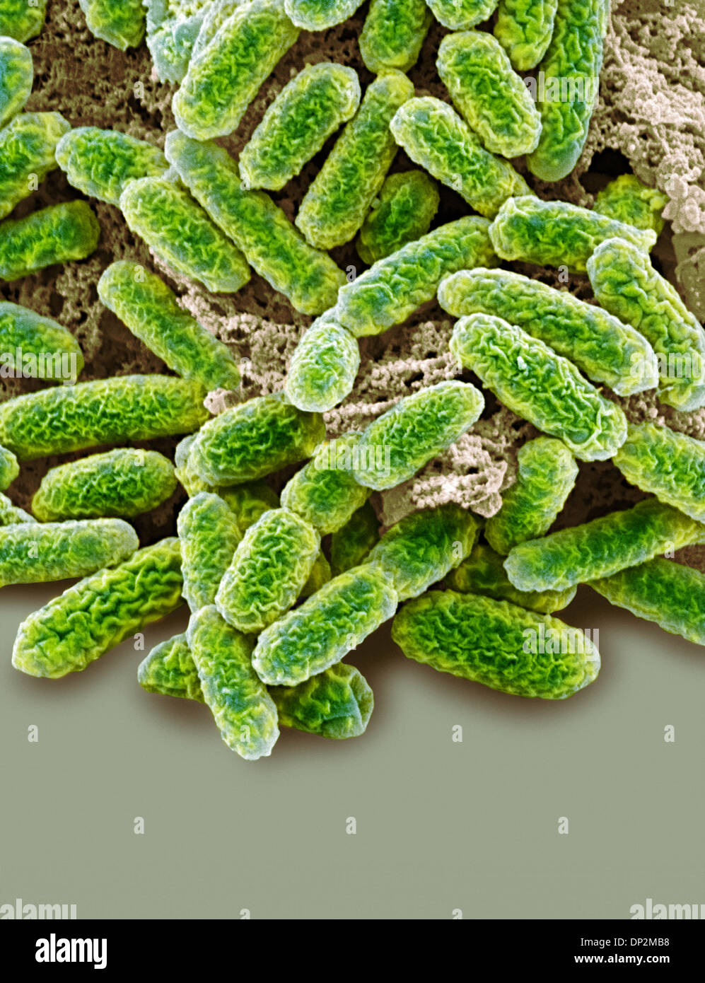 E coli bacteria, SEM Stock Photo - Alamy