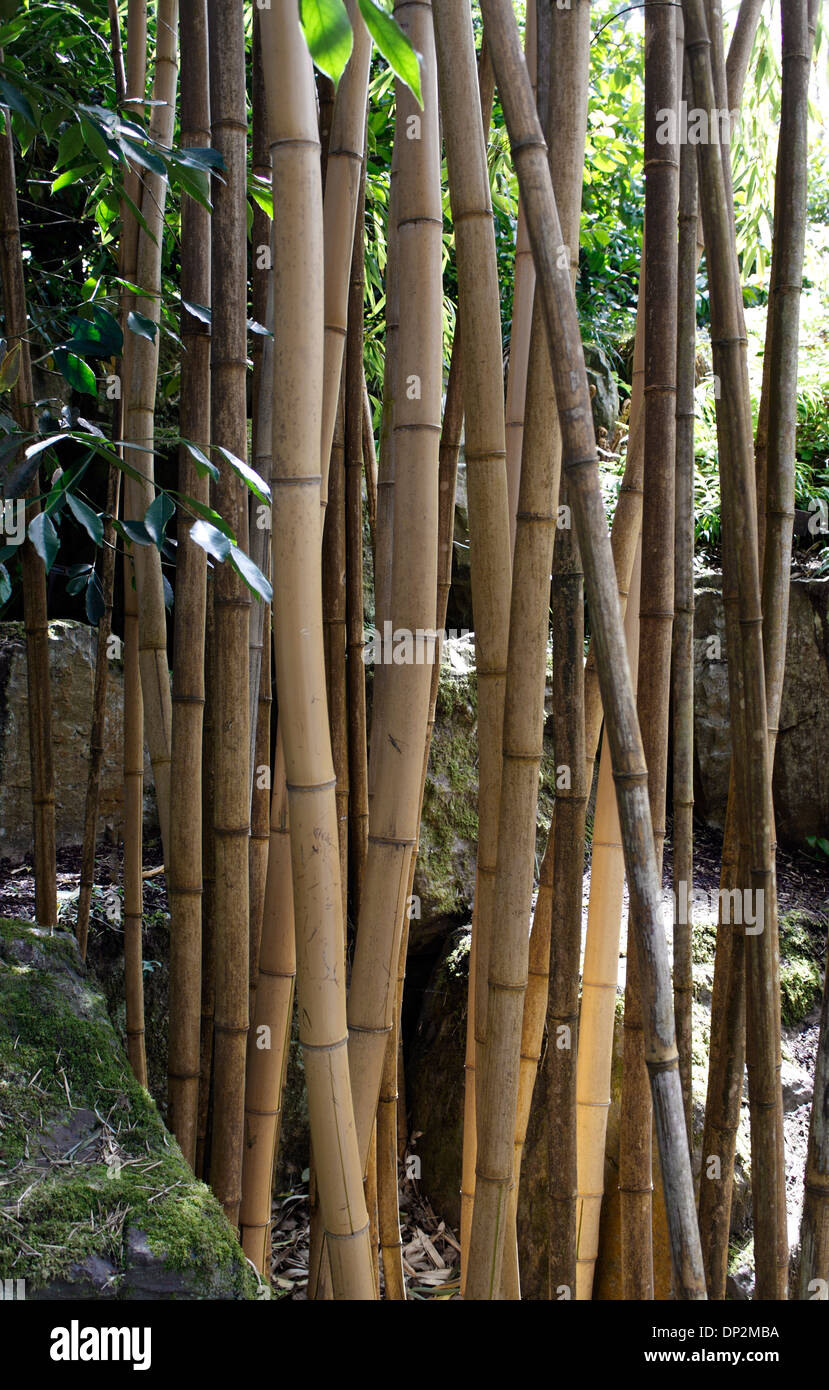 PHYLLOSTACHYS VIVAX AUREOSULCATA. BAMBOO Stock Photo - Alamy