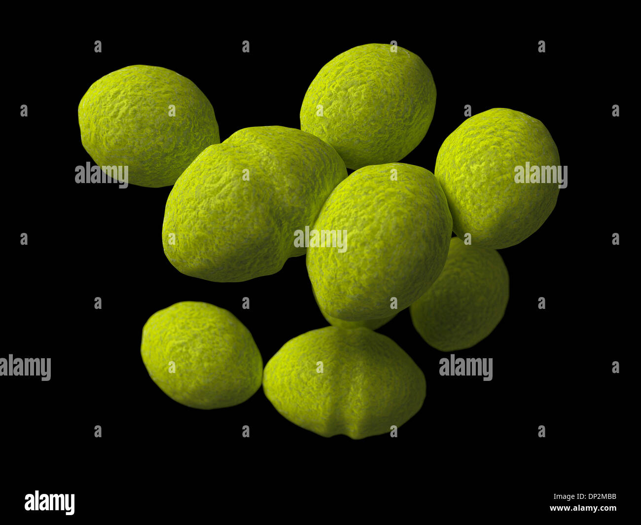 Enterococcus Bacteria Stock Photos & Enterococcus Bacteria Stock Images ...