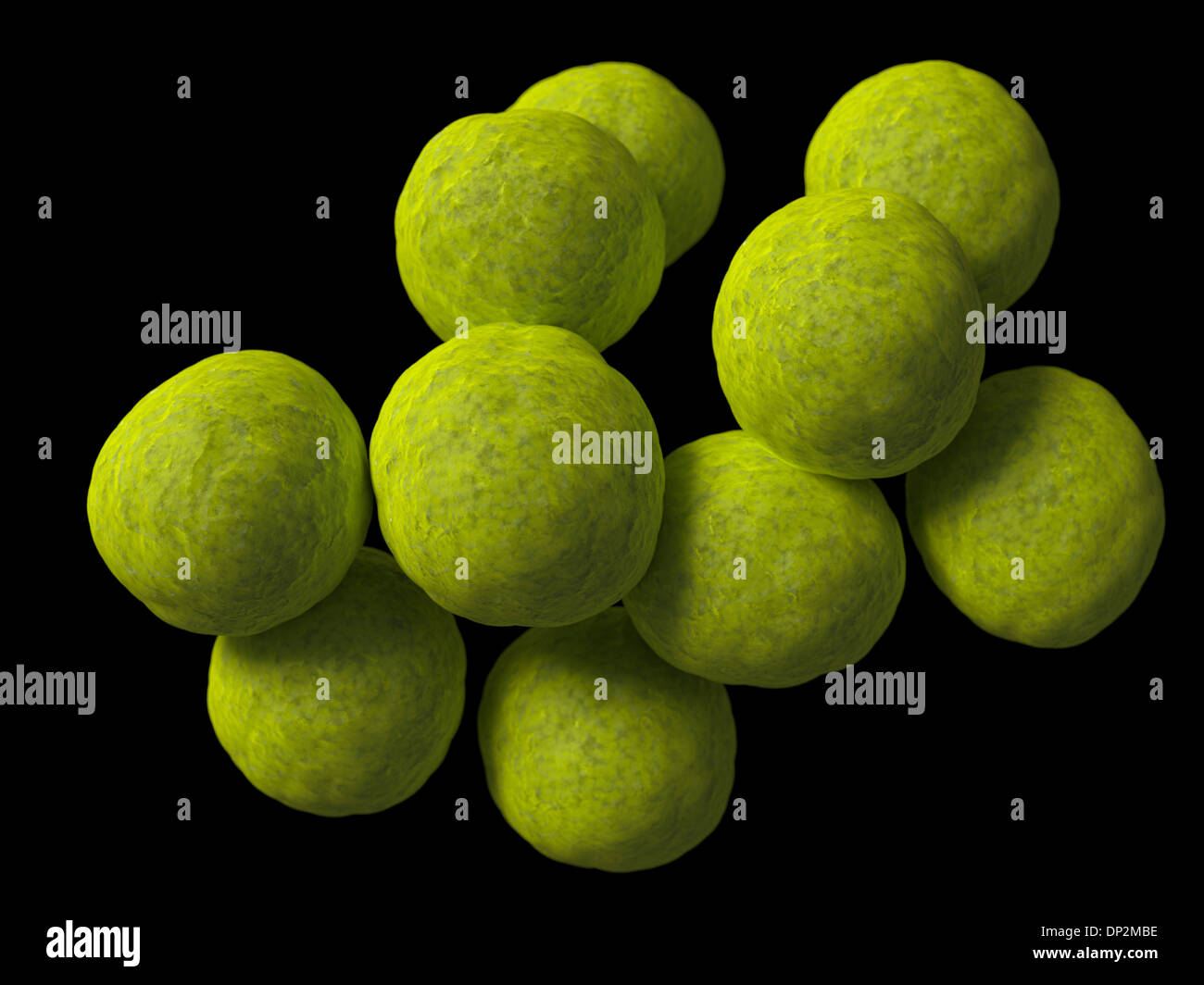 Coccus Bacteria High Resolution Stock Photography and Images - Alamy