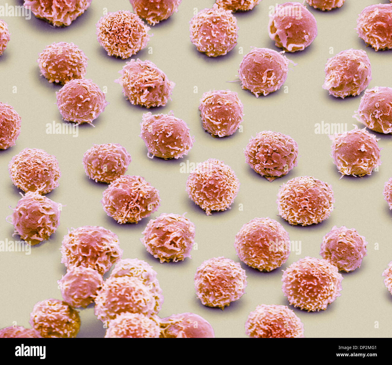 Blood cells sem hi-res stock photography and images - Alamy
