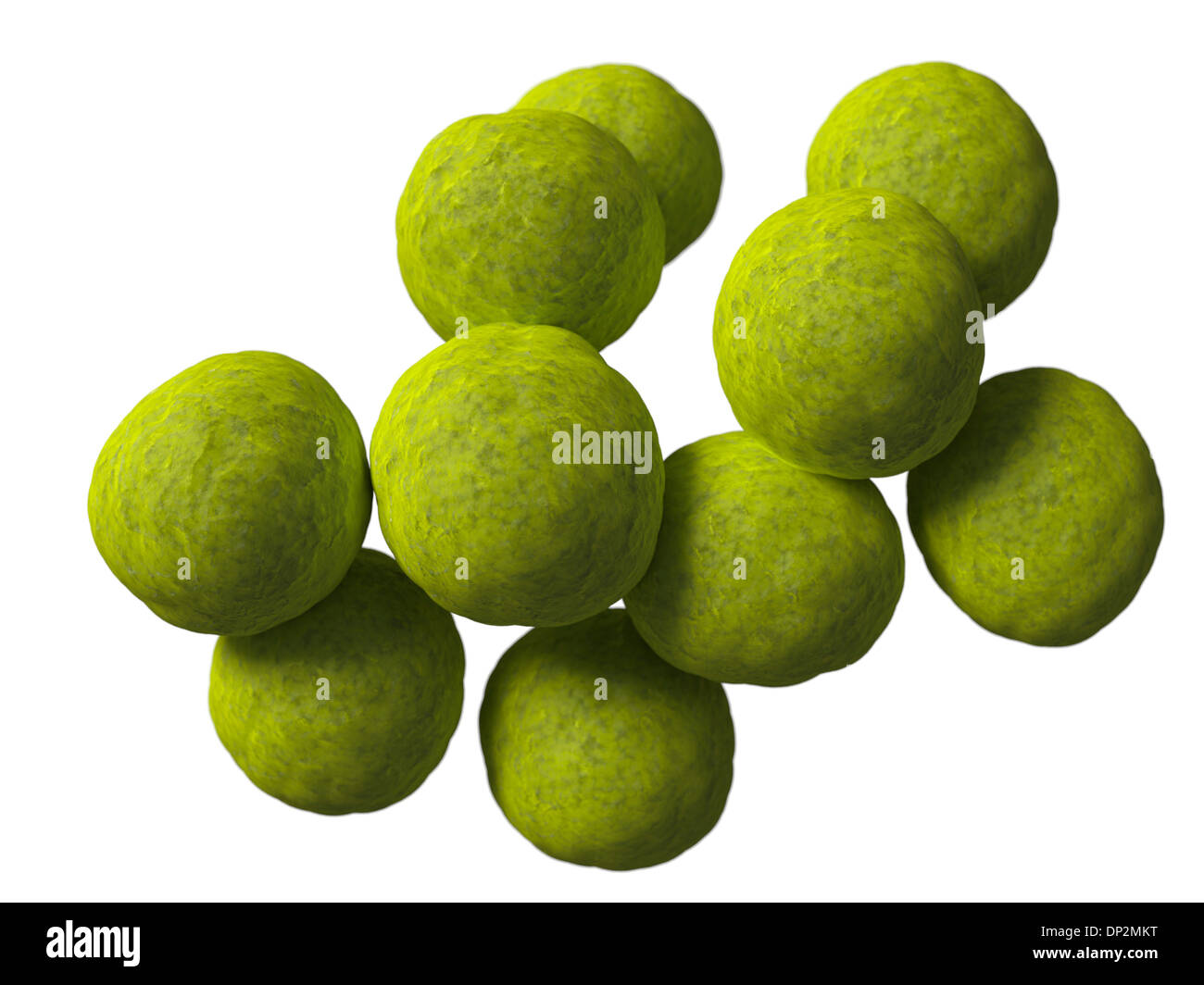 Coccus bacteria hi-res stock photography and images - Alamy