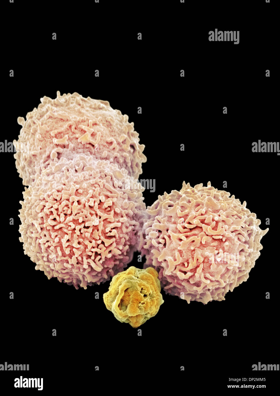 White blood cells, SEM Stock Photo - Alamy