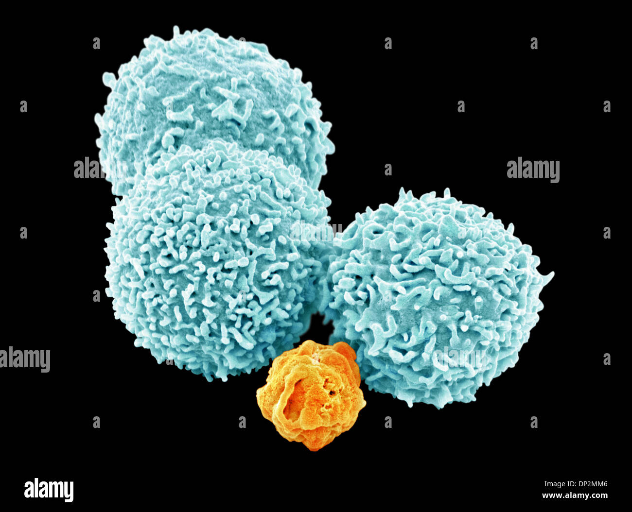 White Blood Cell Stock Photos & White Blood Cell Stock Images - Alamy