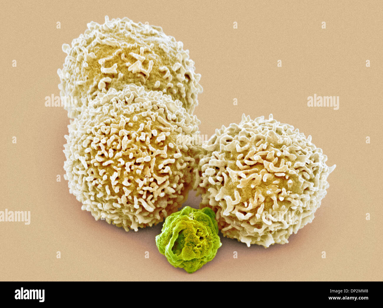 White Blood Cell Stock Photos & White Blood Cell Stock Images - Alamy