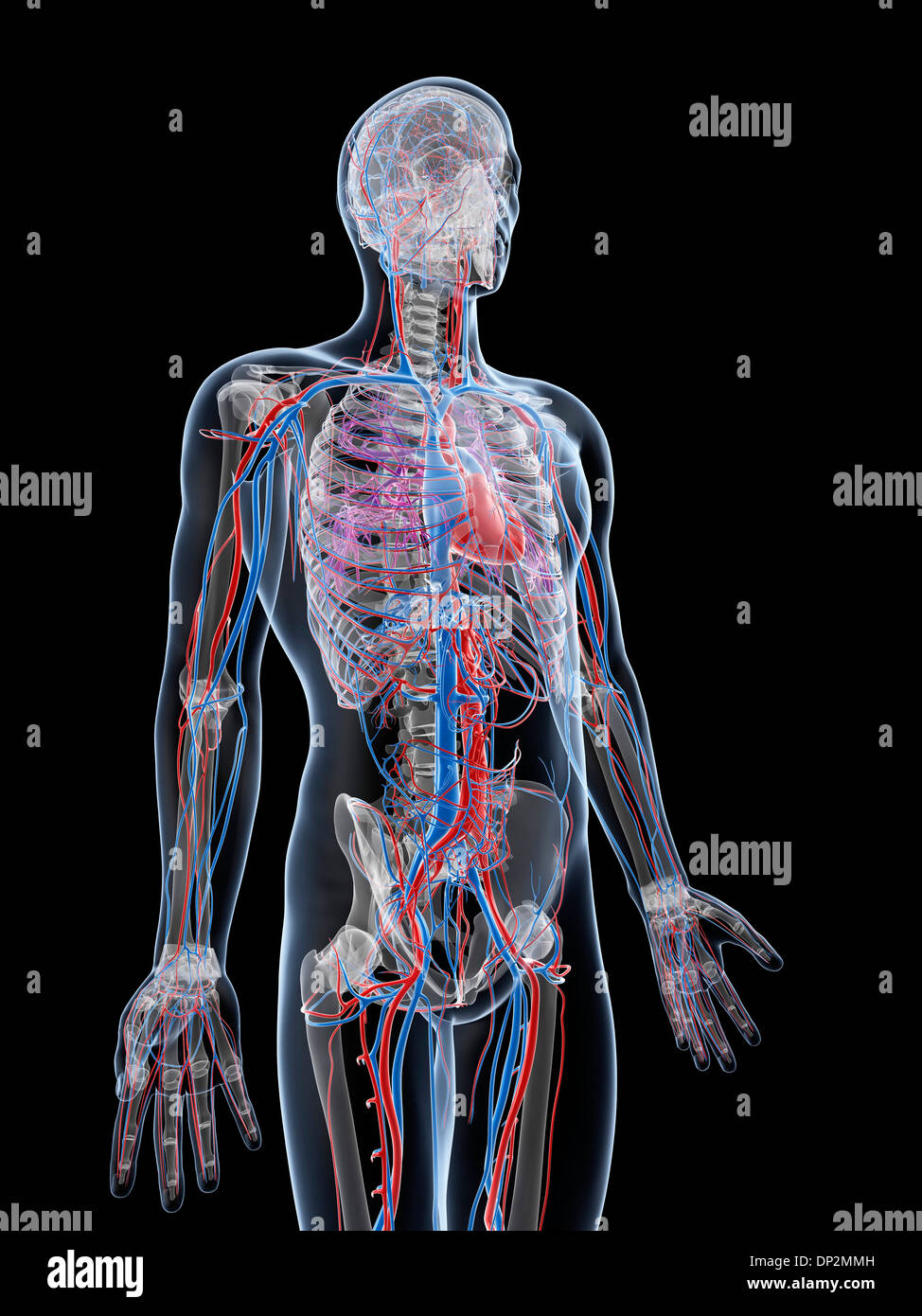Male vascular system, artwork Stock Photo - Alamy