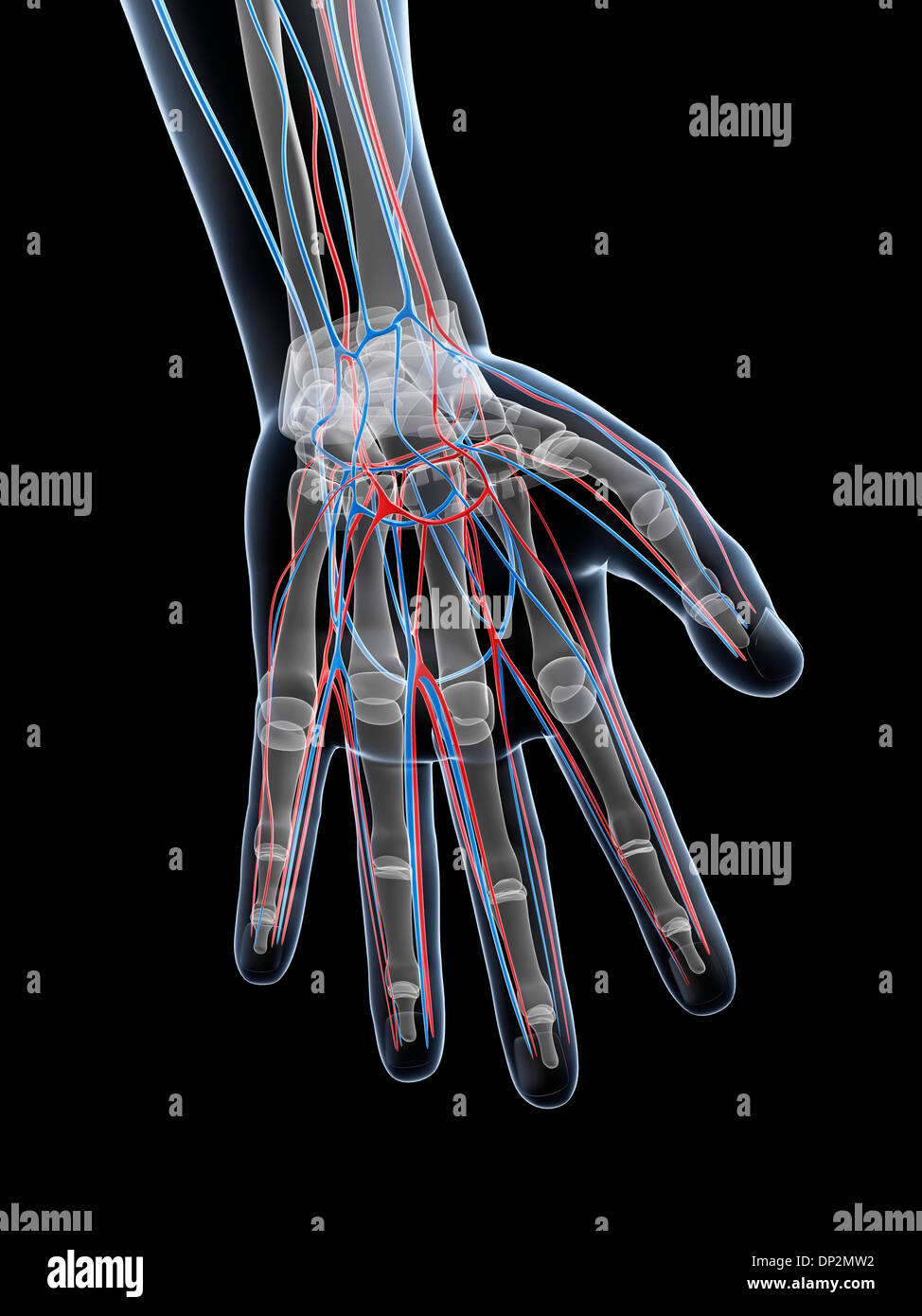 Human vascular system hand hi-res stock photography and images - Alamy