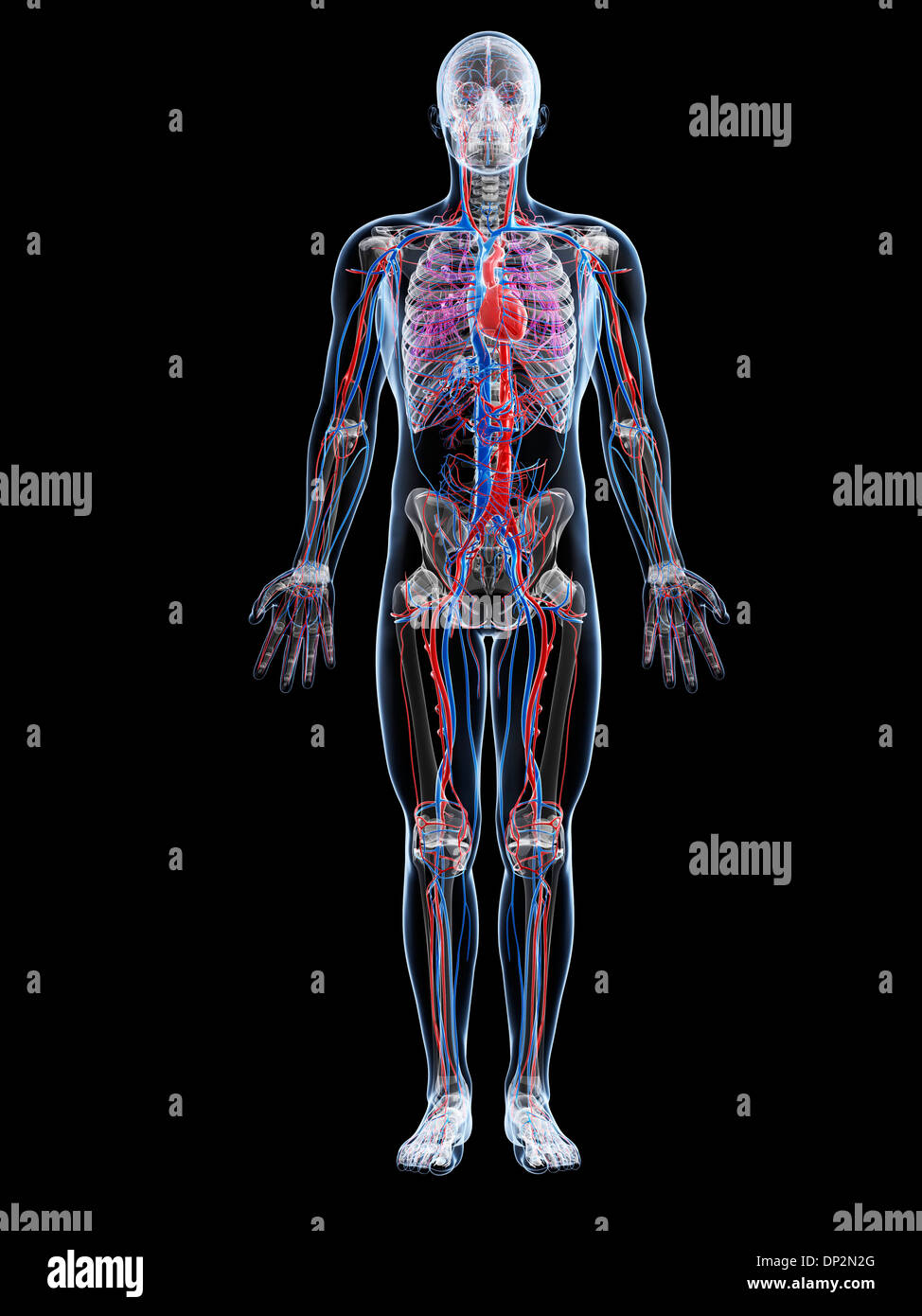 Male vascular system, artwork hi-res stock photography and images - Alamy