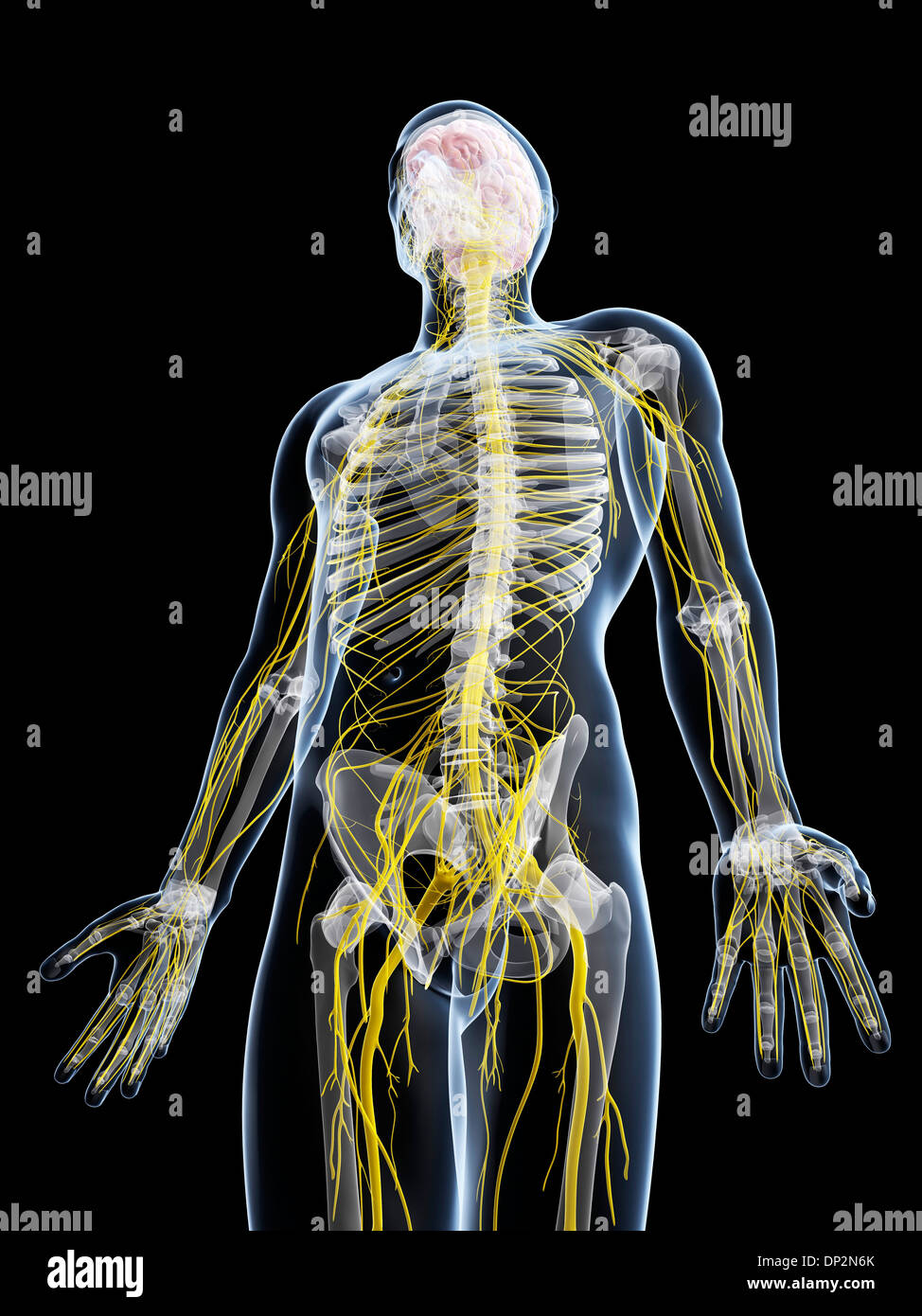 Male nervous system, artwork Stock Photo - Alamy