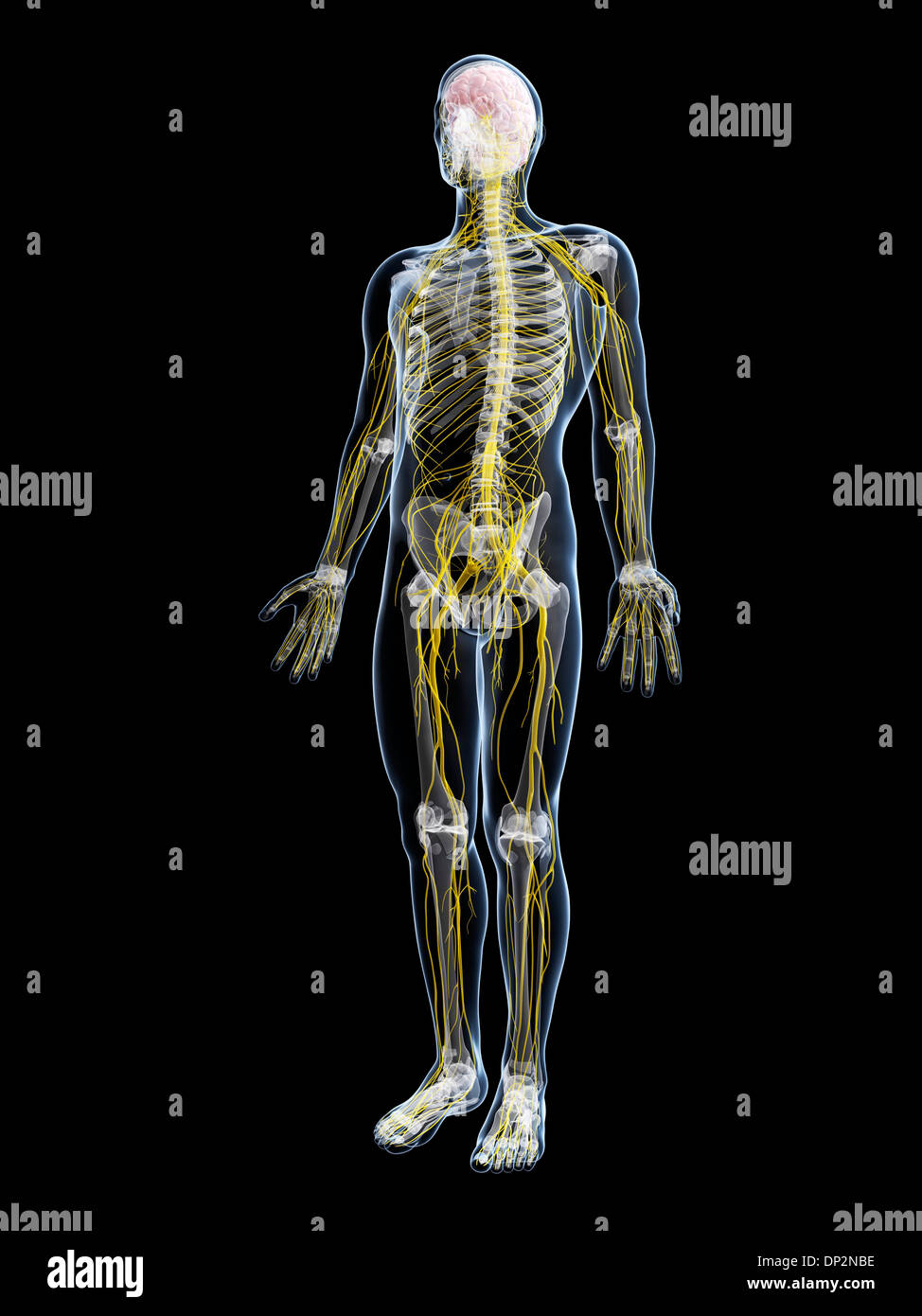 Full body view male nervous hi-res stock photography and images - Alamy