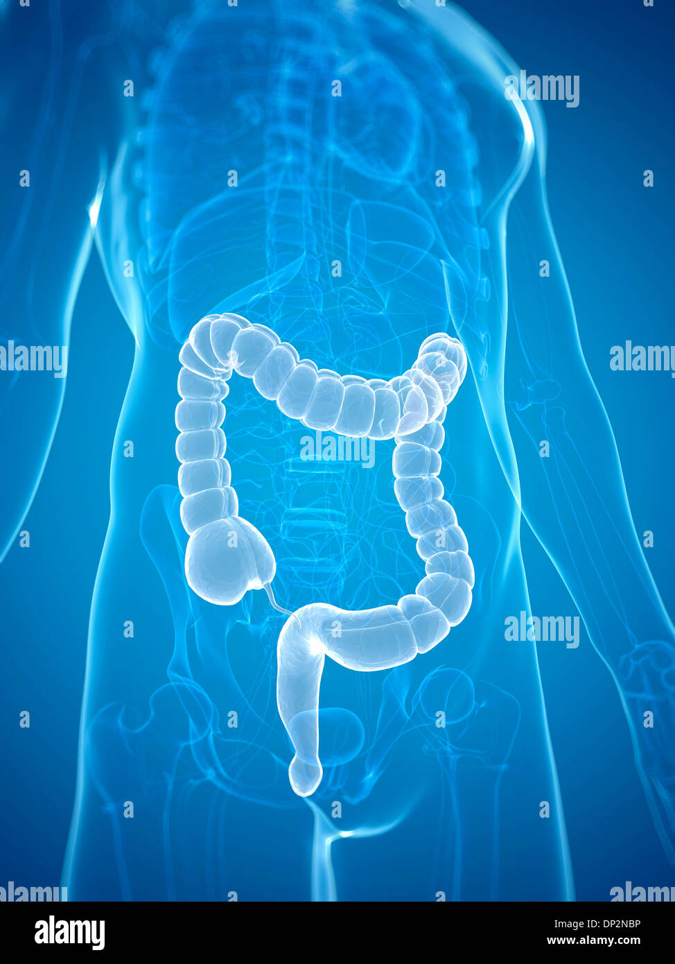 Healthy colon, artwork Stock Photo - Alamy
