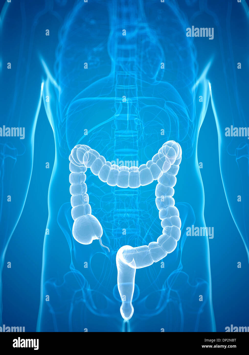 Healthy colon, artwork Stock Photo - Alamy