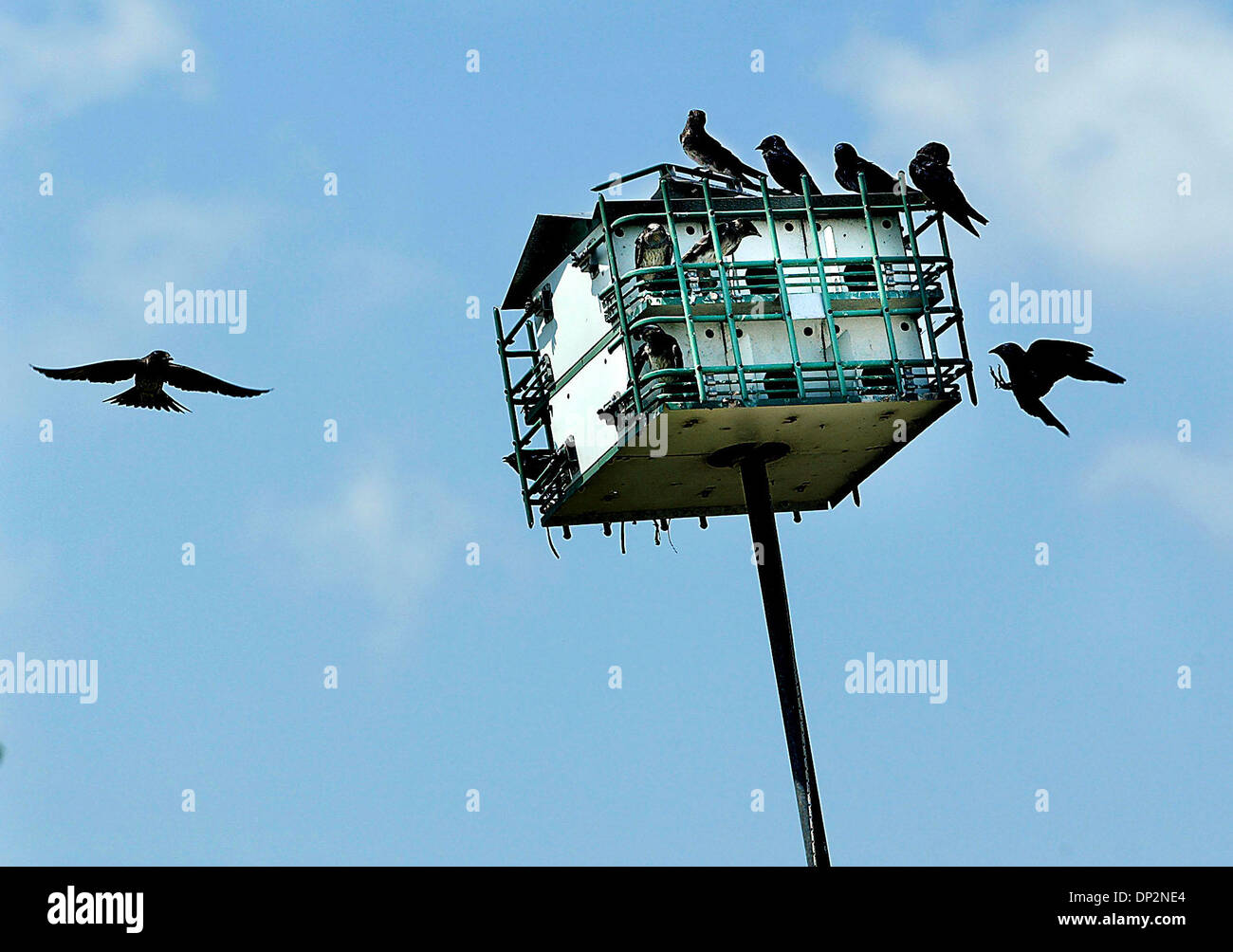 Crows dam hi-res stock photography and images - Alamy