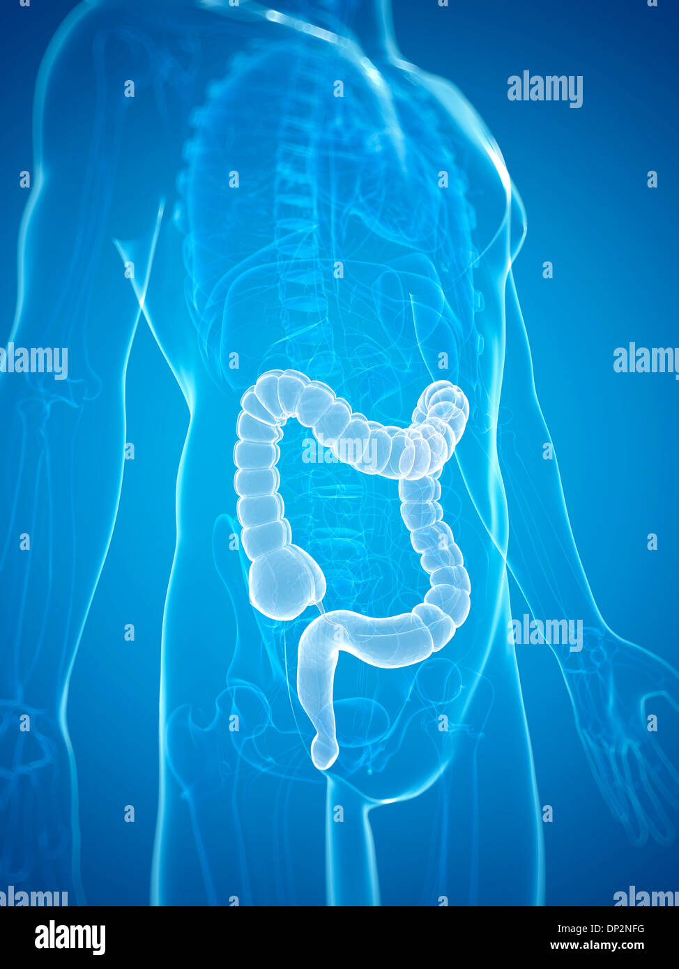 Healthy colon, artwork Stock Photo - Alamy