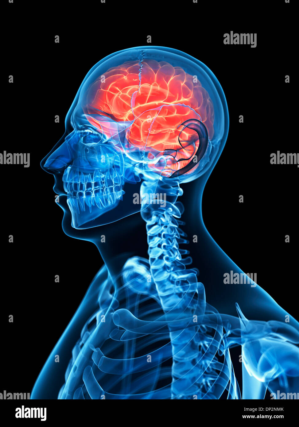 Male brain, artwork Stock Photo - Alamy