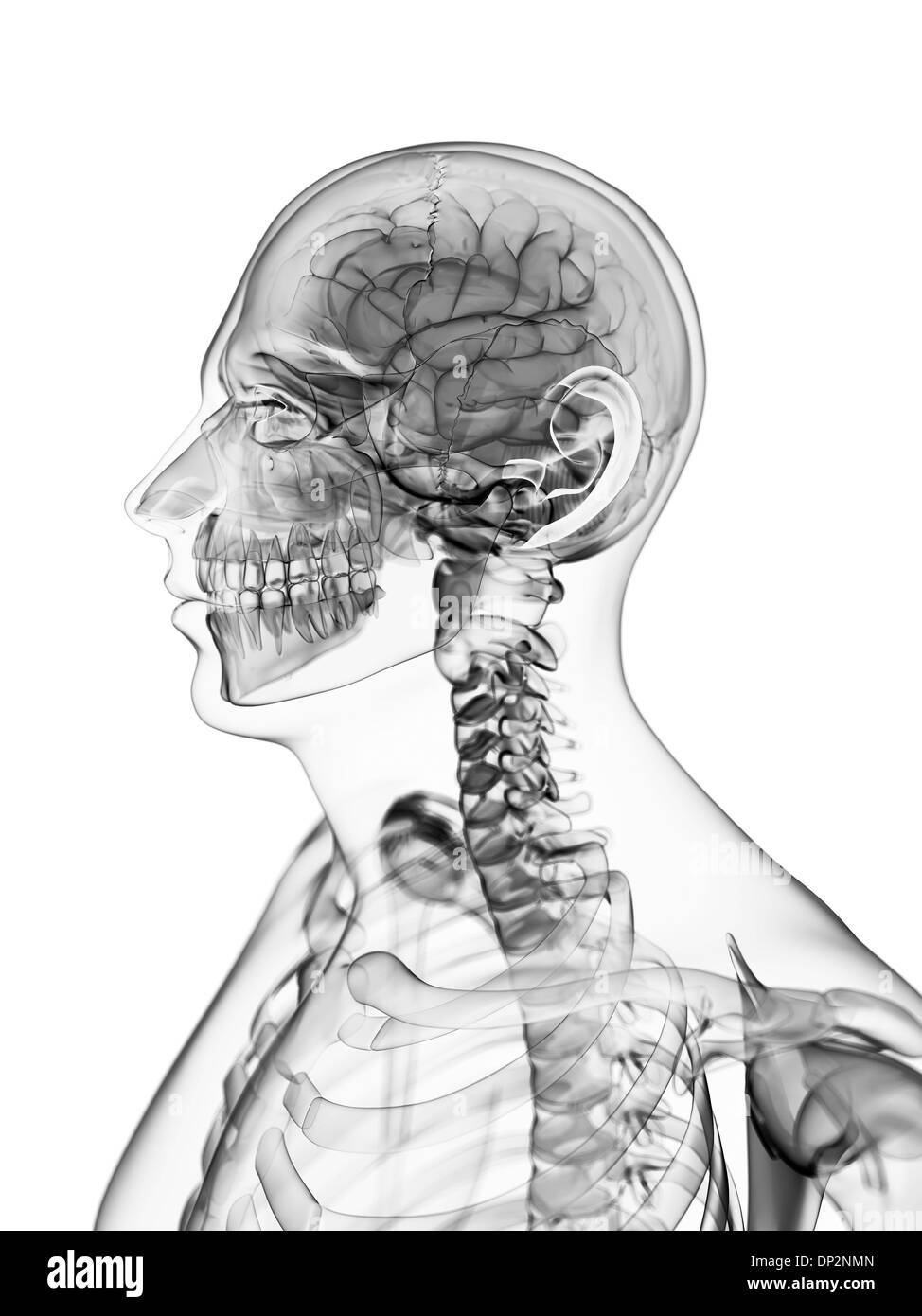 Male brain, artwork Stock Photo - Alamy