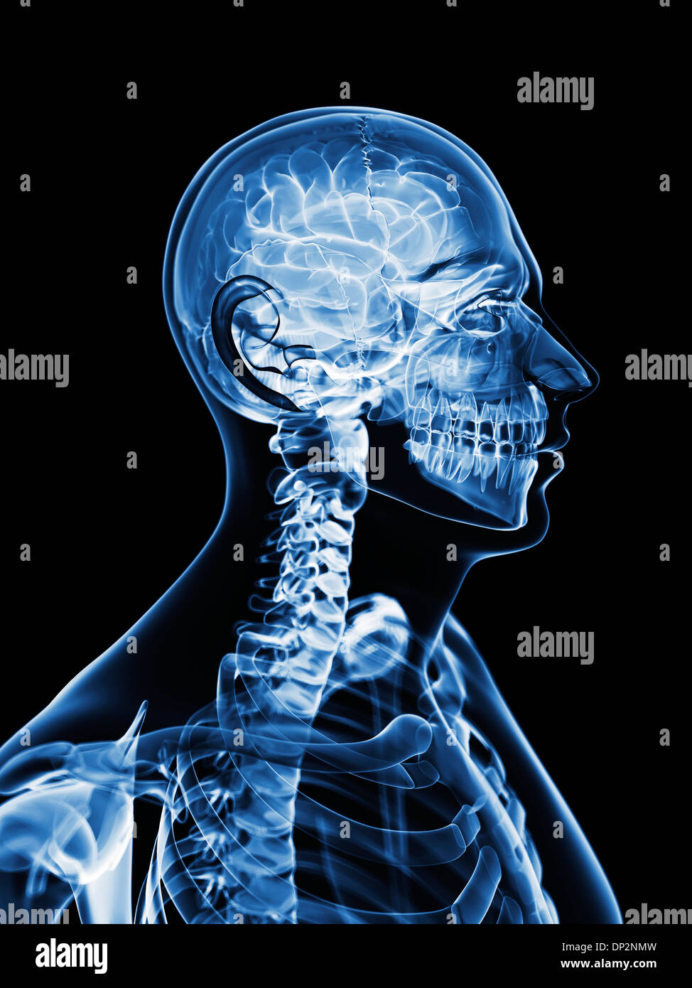 Male brain, artwork Stock Photo - Alamy