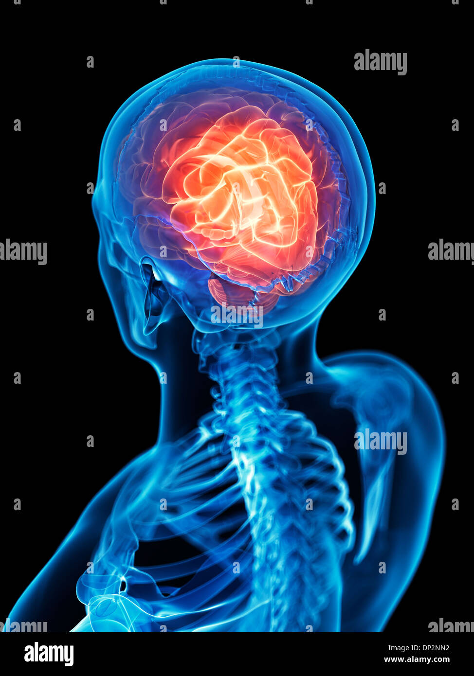 Male brain, artwork Stock Photo - Alamy