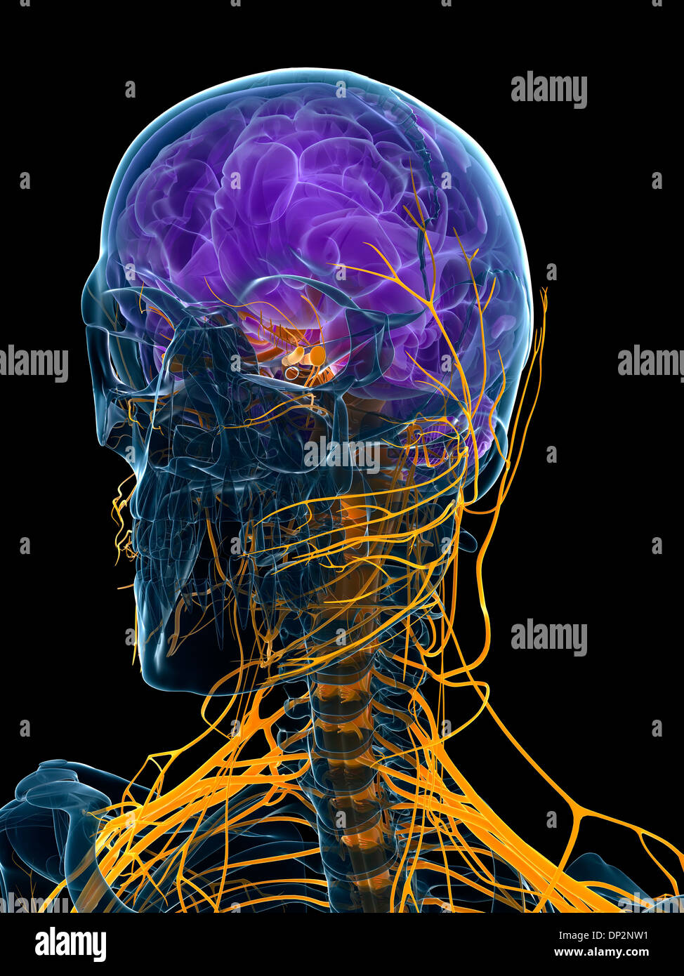 Male brain, artwork Stock Photo - Alamy