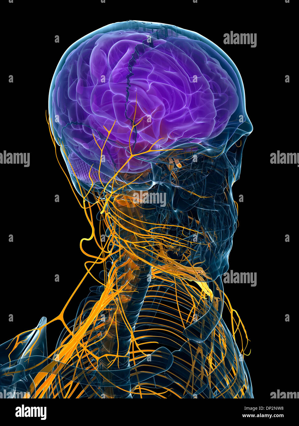 Male brain, artwork Stock Photo - Alamy