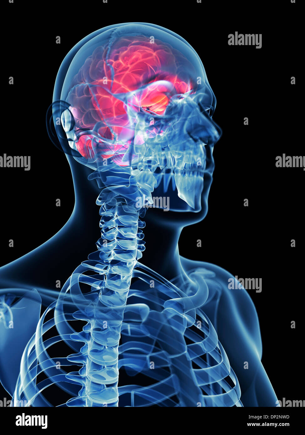 Male brain, artwork Stock Photo - Alamy