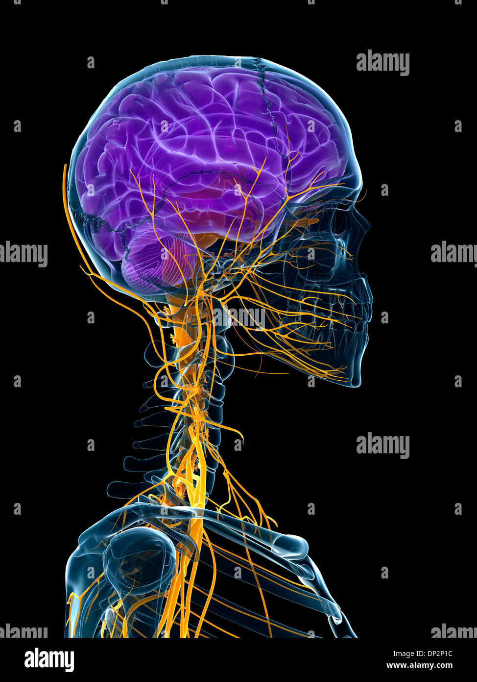 Human brain and nervous system hi-res stock photography and images - Alamy