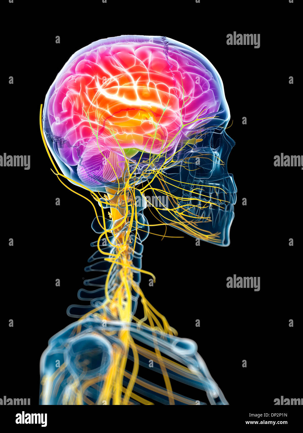 Active brain, artwork Stock Photo - Alamy