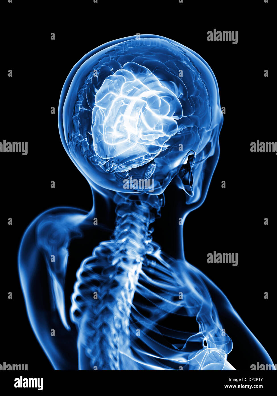 Human brain, artwork Stock Photo - Alamy